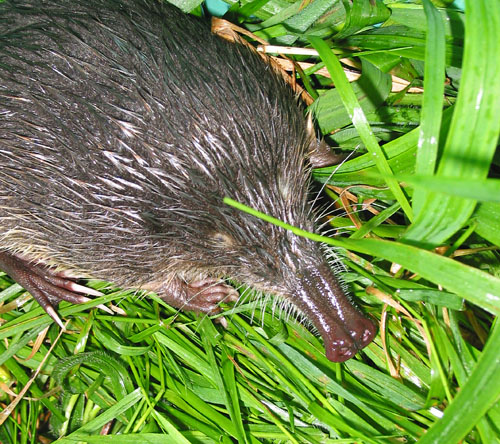 Para empezar « El desmán ibérico